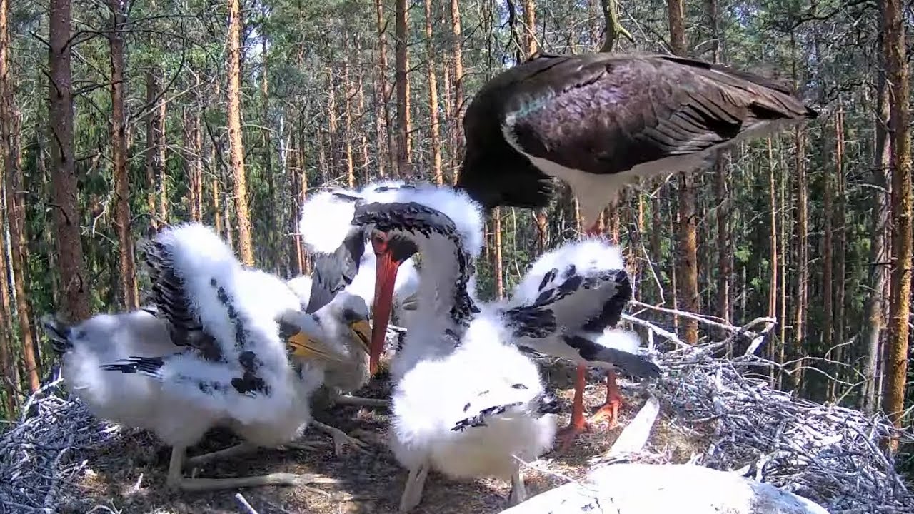 Must-toonekurg::Karl II brings lunch for the Storklets😋28.06.2022 - YouTube
