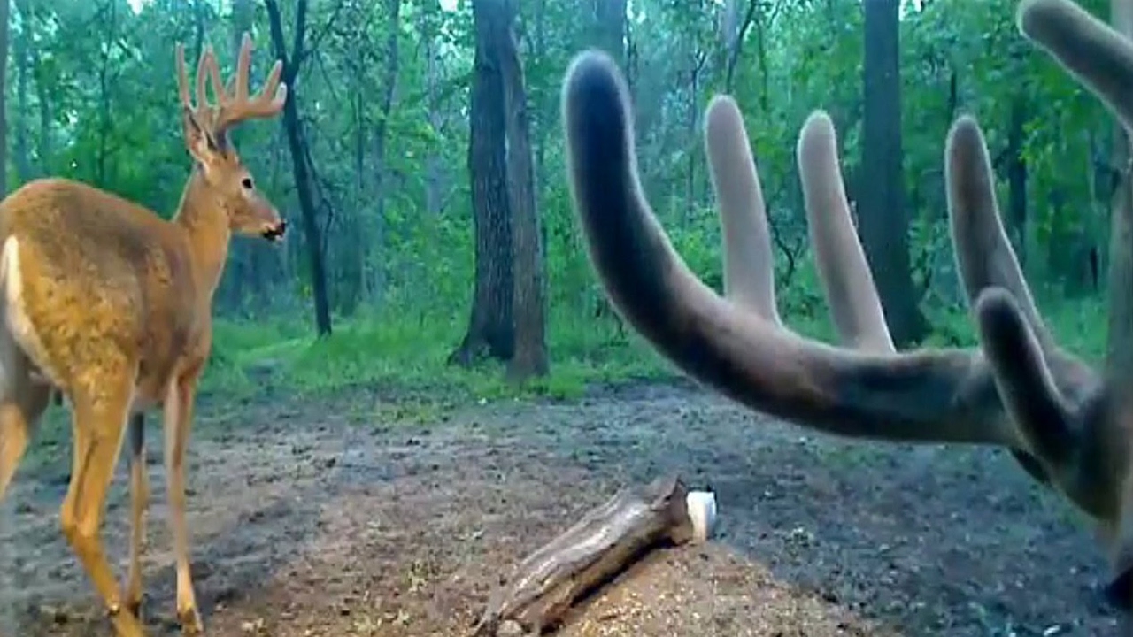 Deer Trail Live Stream - YouTube