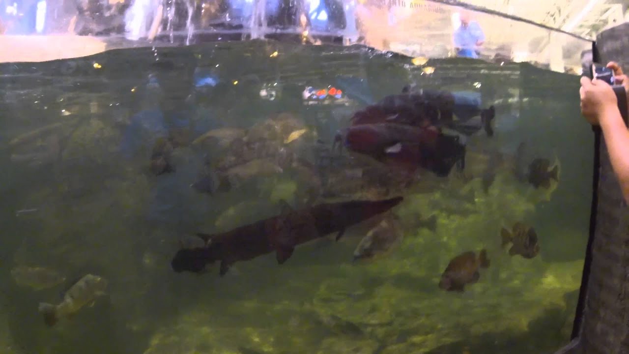 THE MOST INSANE BASS PRO SHOPS FISH TANK I'VE EVER SEEN!!! - YouTube