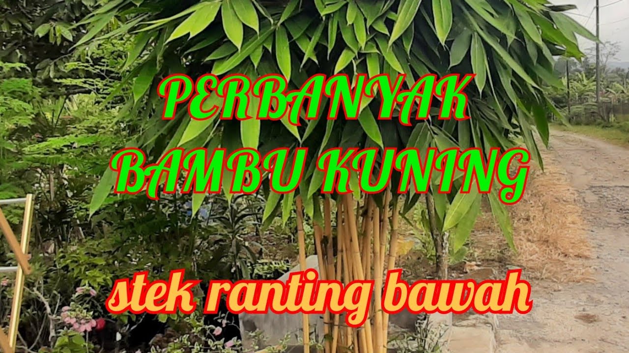tutorial/cara perbanyak bambu kuning panda - YouTube