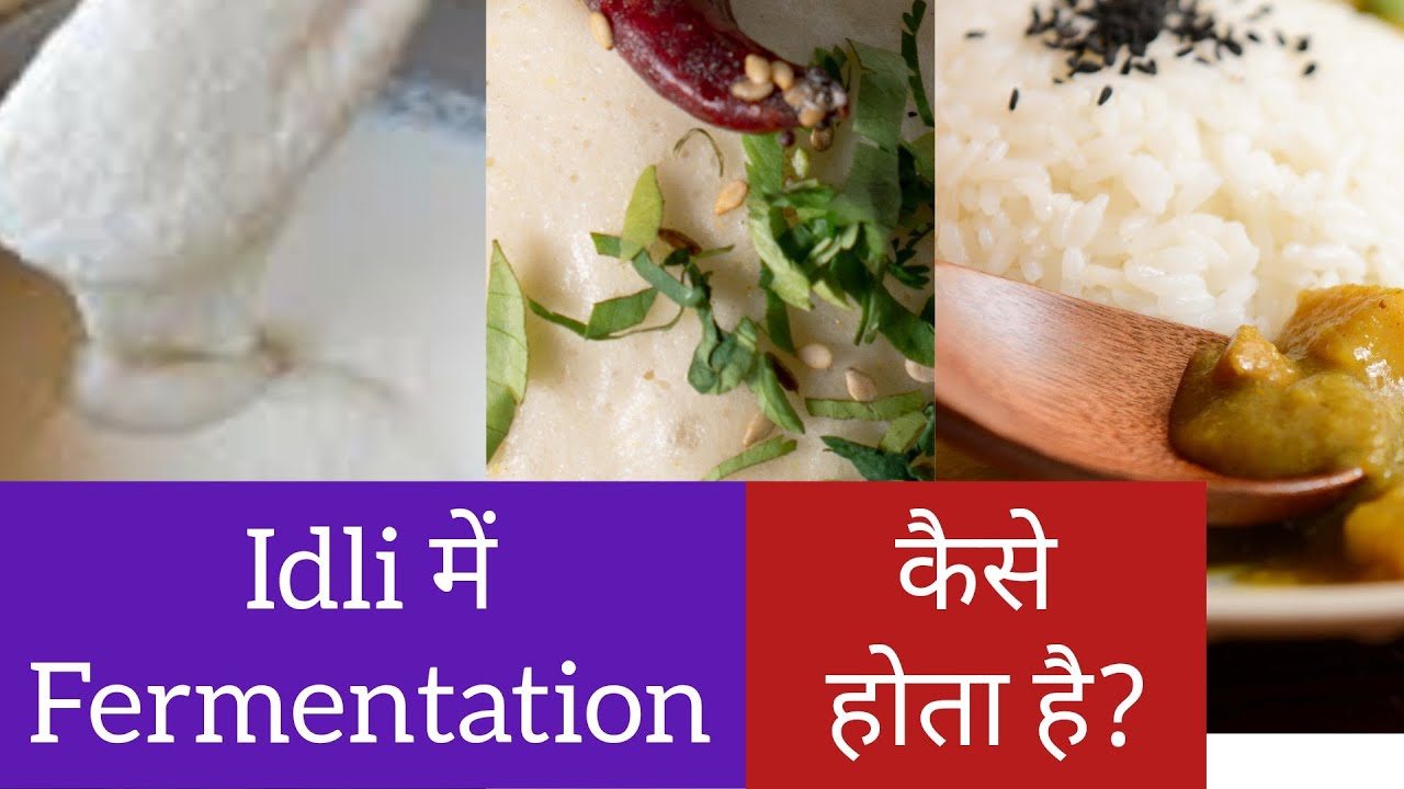 Idli में Fermentation कैसे होता है? Science behind Idli Fermentation ...