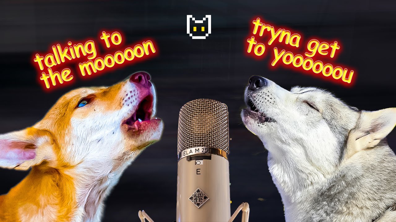 Top 10 Most Vocal Dog Breeds in the World - YouTube