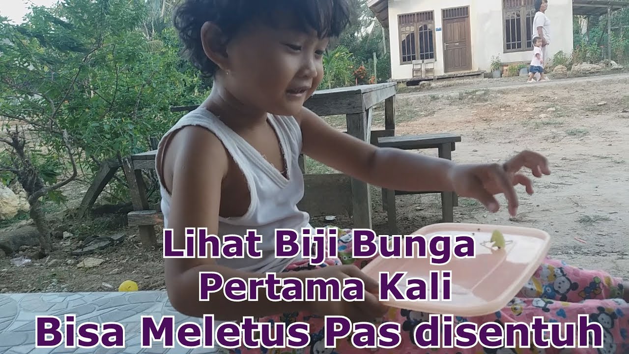 Reaksi Livia Shaumi Pertama Kali Lihat Biji Bunga Pacar Bisa Meletus ...