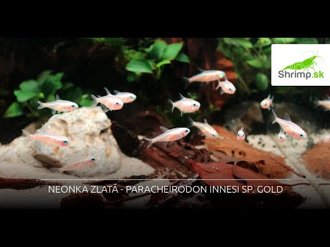 Neonka zlatá - Paracheirodon innesi sp. Gold - YouTube