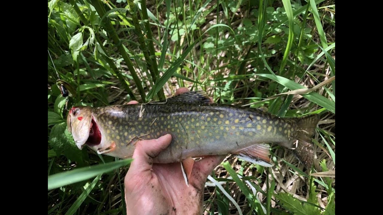 Catching Brook Trout in Michigan's U.P. (6-22-18) - YouTube