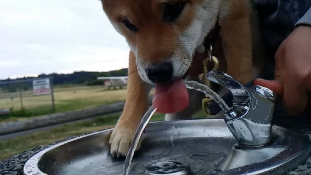 Shiba Inu Puppy drinks from fountain slow motion. - YouTube