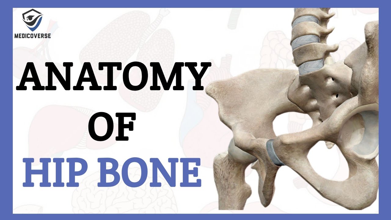 HIP BONE ANATOMY | PELVIC BONE ANATOMY | BONE OF LOWER LIMB - YouTube