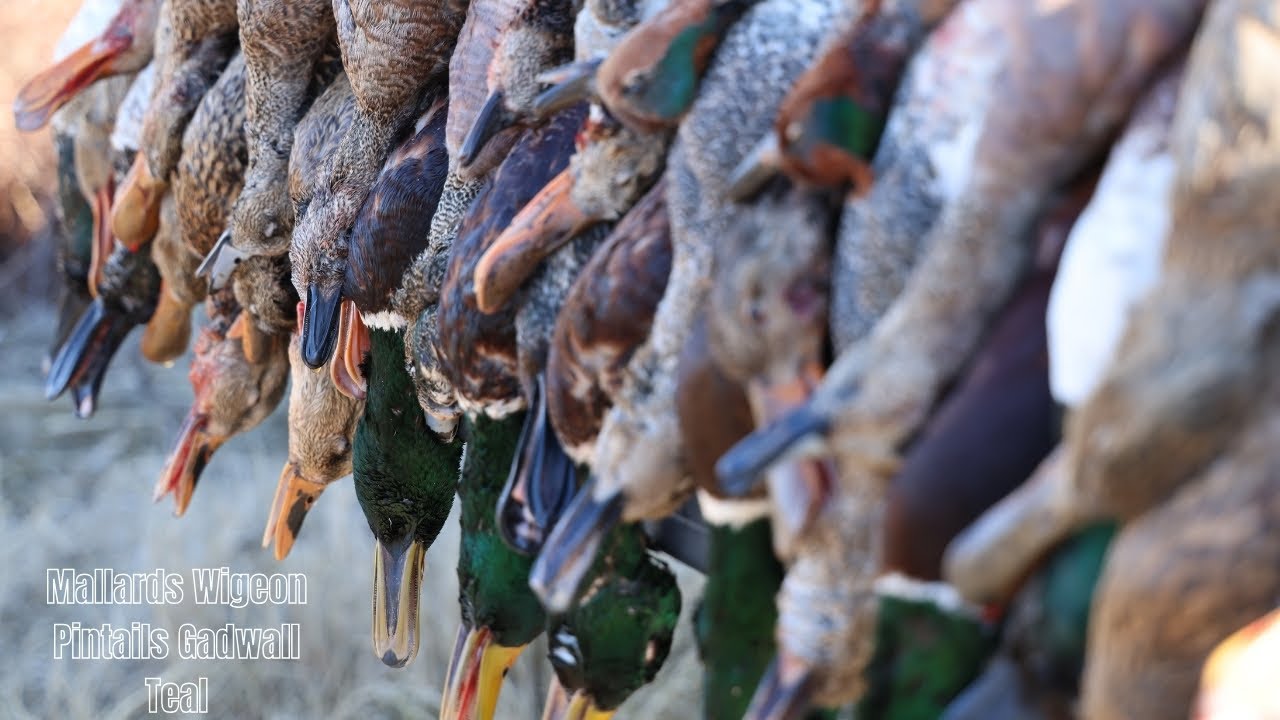 6 Man Limit in a RICE FIELD | Arkansas Duck Hunting - YouTube