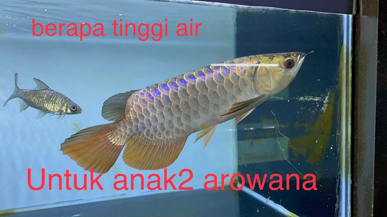 Untuk newbie perlu tahu tinggi untuk anak2 arowana - YouTube