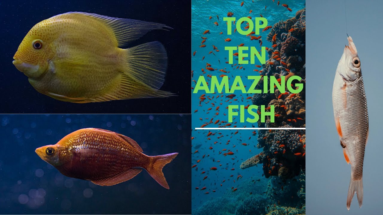 Top 10 Most Unique & Rare Fish In The World ! 10 Most Beautiful Fish ...