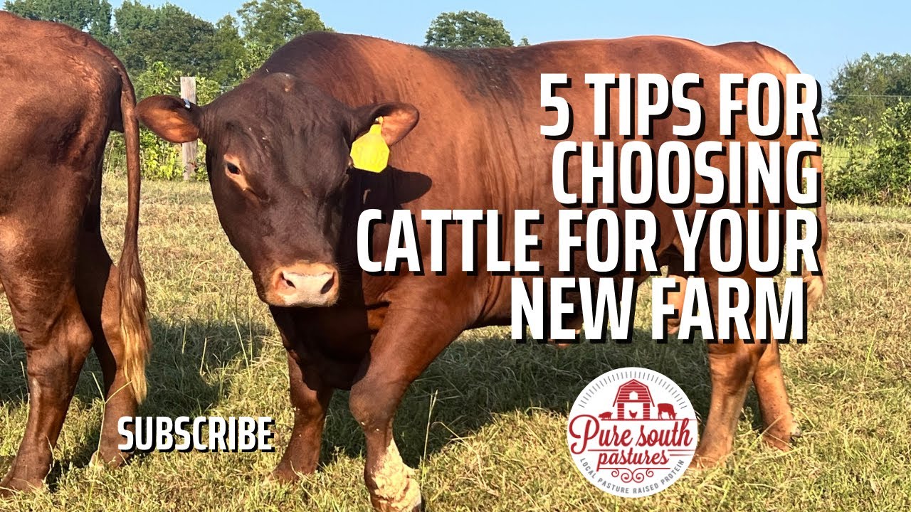 Tips for choosing cattle | Breeds | Characteristics - YouTube