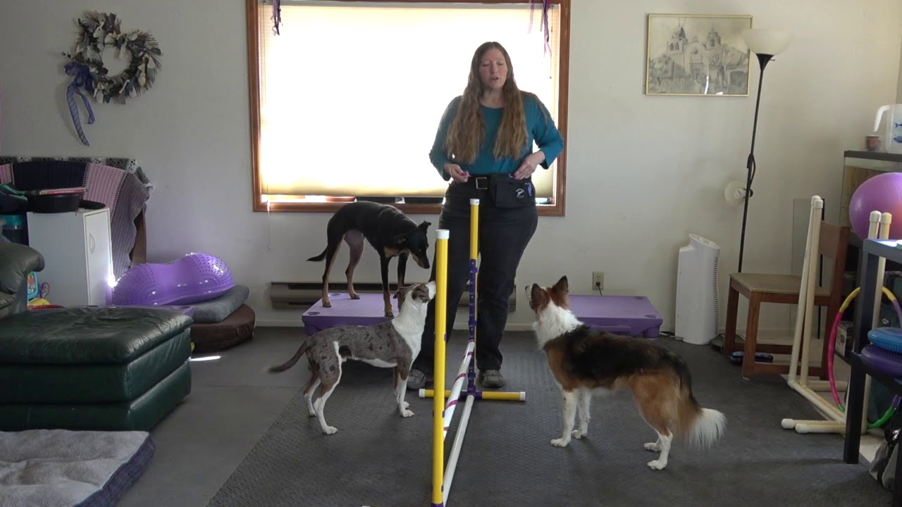 Maximum Fun Dog Sports Jump Over a Bar - YouTube