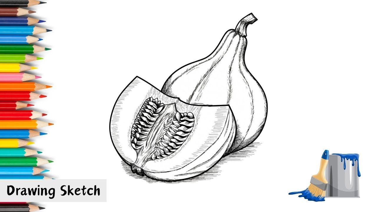 How to draw Butternut Squash Sketch Tutorial For Kids & Toddlers, color ...