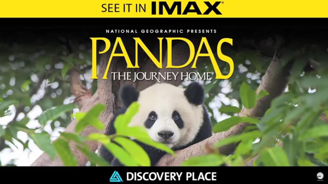 Pandas: The Journey Home - Now Showing in IMAX at Discovery Place - YouTube