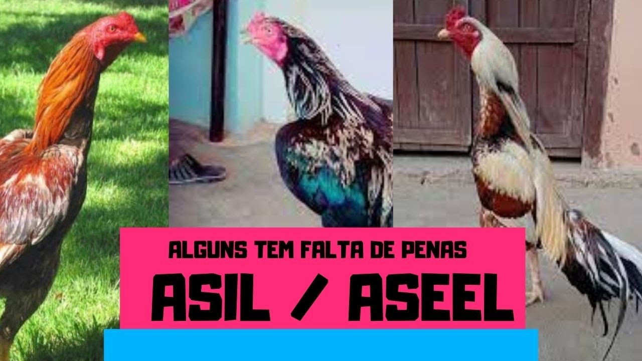 GALO ASEEL são pássaros de combate naturais | ASEEL CHICKEN - YouTube