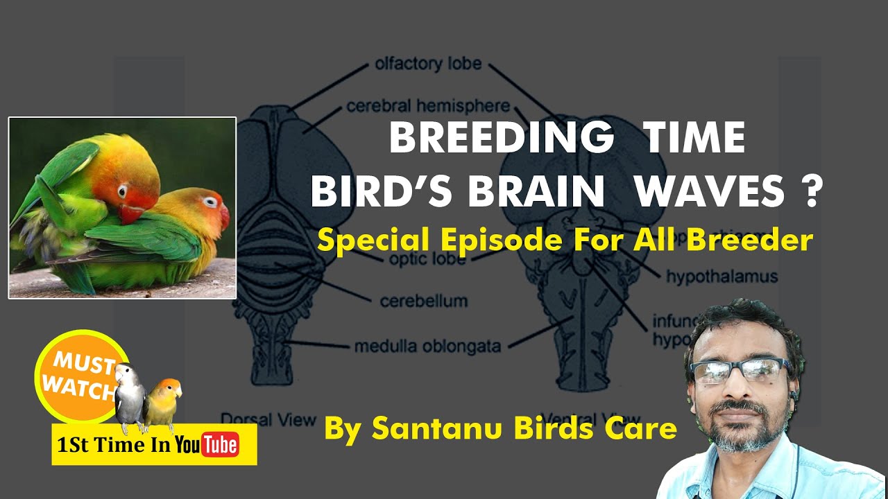 Bird's Brain Delta Waves For Super Breeding Result . | Alpha Waves ...