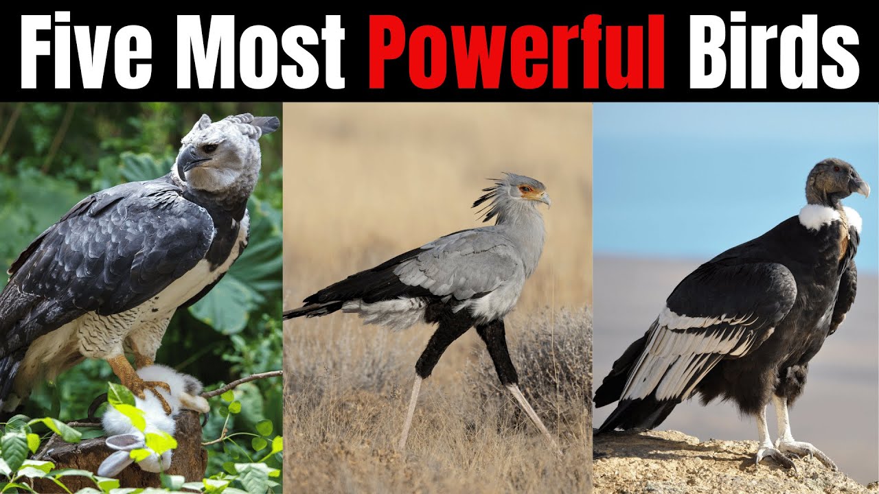 5 Strongest Birds in The World - YouTube