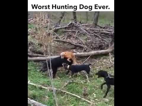Worst hunting dog ever - YouTube