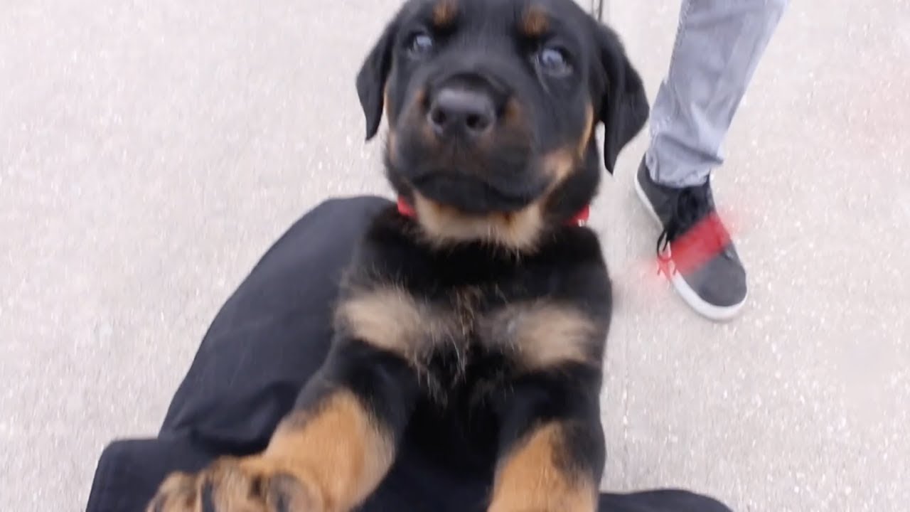 Meet My New Rottweiler Puppy!!! - YouTube