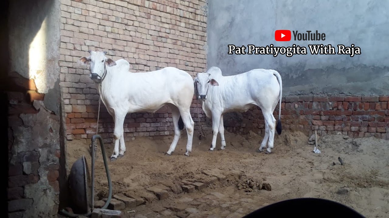 नागौरी बैल beautiful nagori bail | racing bulls | ox race | indian cow ...