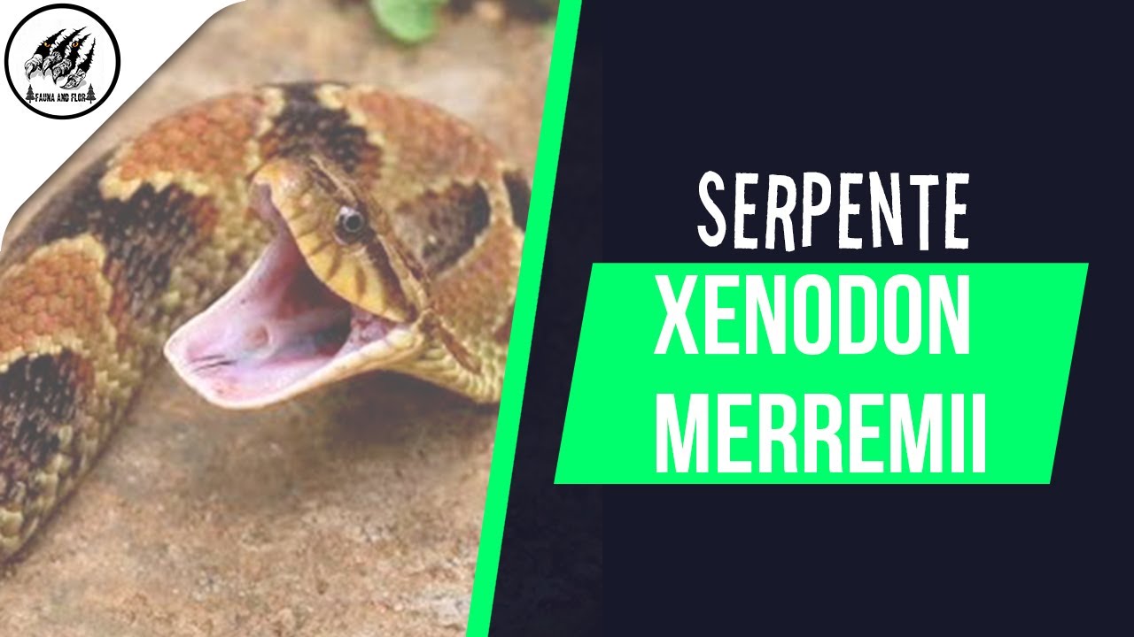 BOIPEVA OU CAPITÃO DO MATO COMO VOCÊ NUNCA VIU INCRÍVEL (Xenodon ...