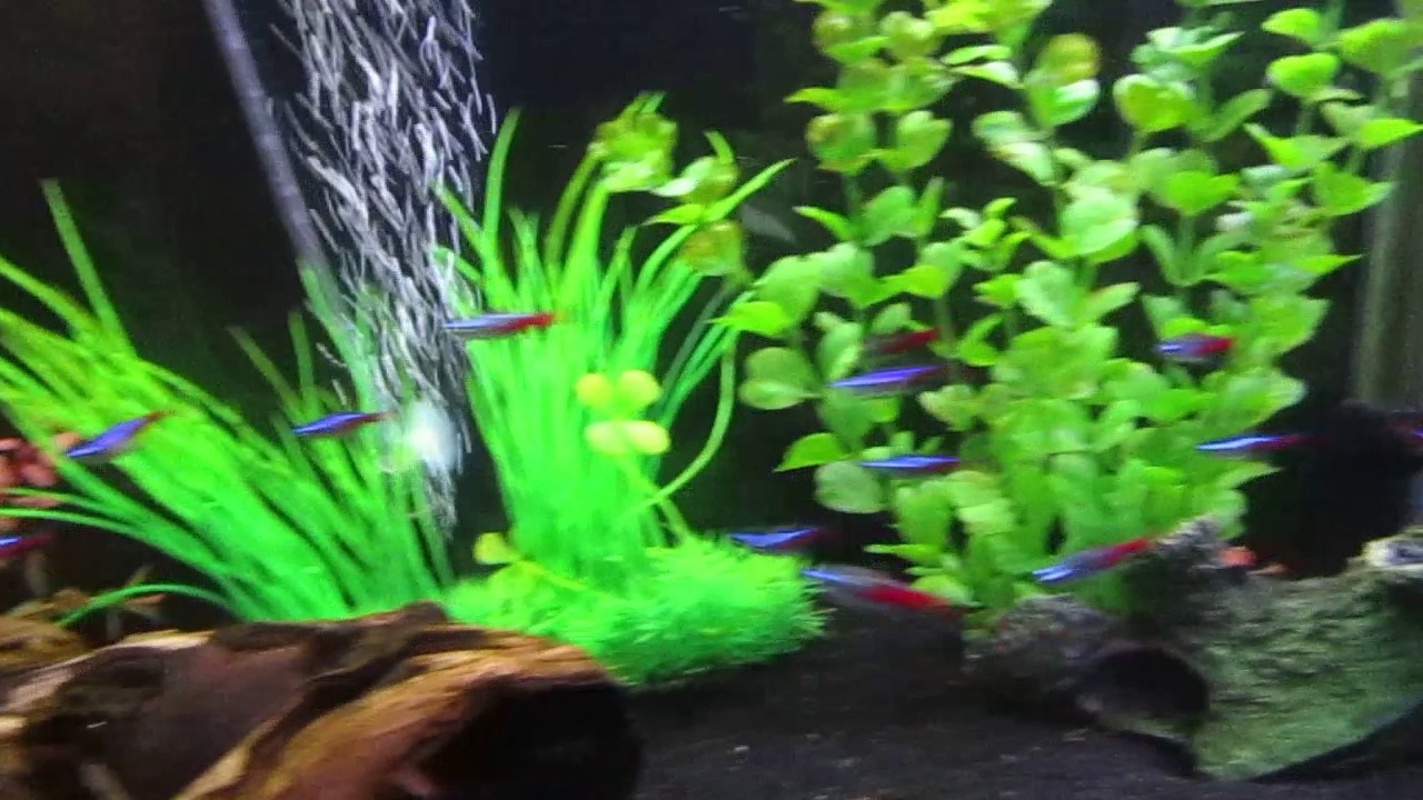 Red Eye Balloon Tetras, Neon Tetras, Cardinal Tetras, Diamond Head Neon ...