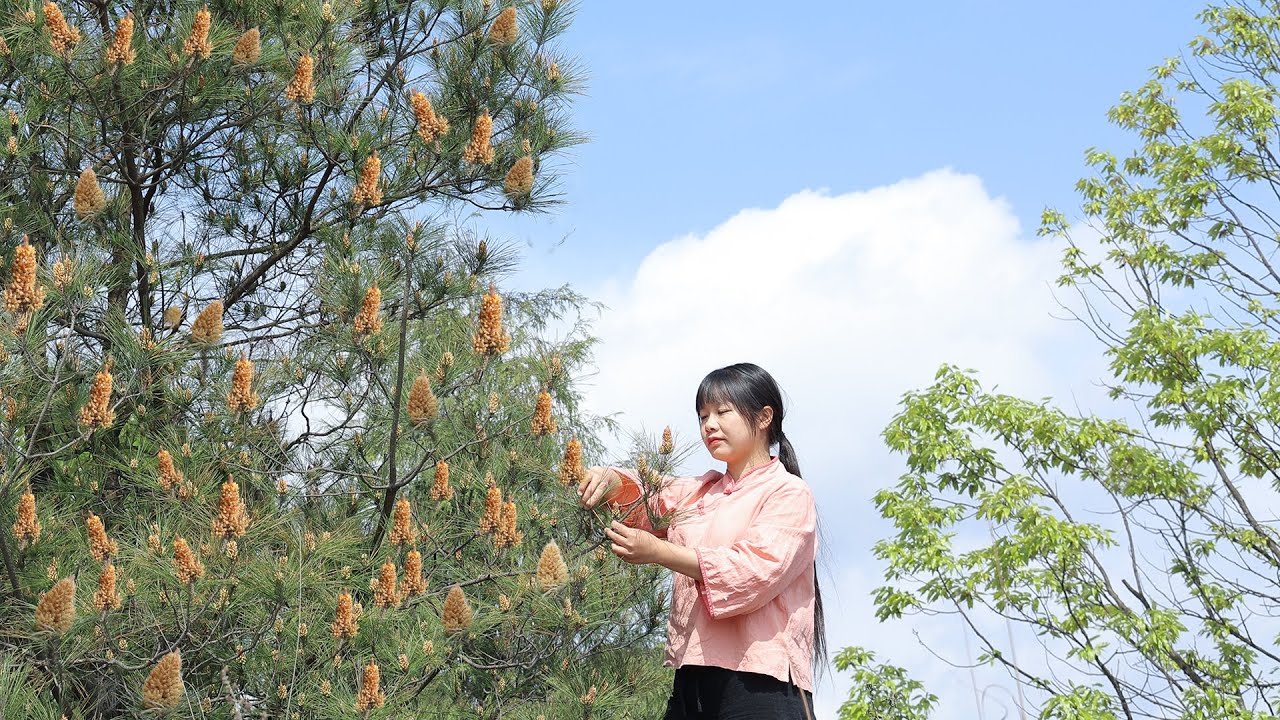 【二米炊烟】Pine Pollen for Cake.長在松樹上的神奇粉末，可以做成美味的甜品 - YouTube