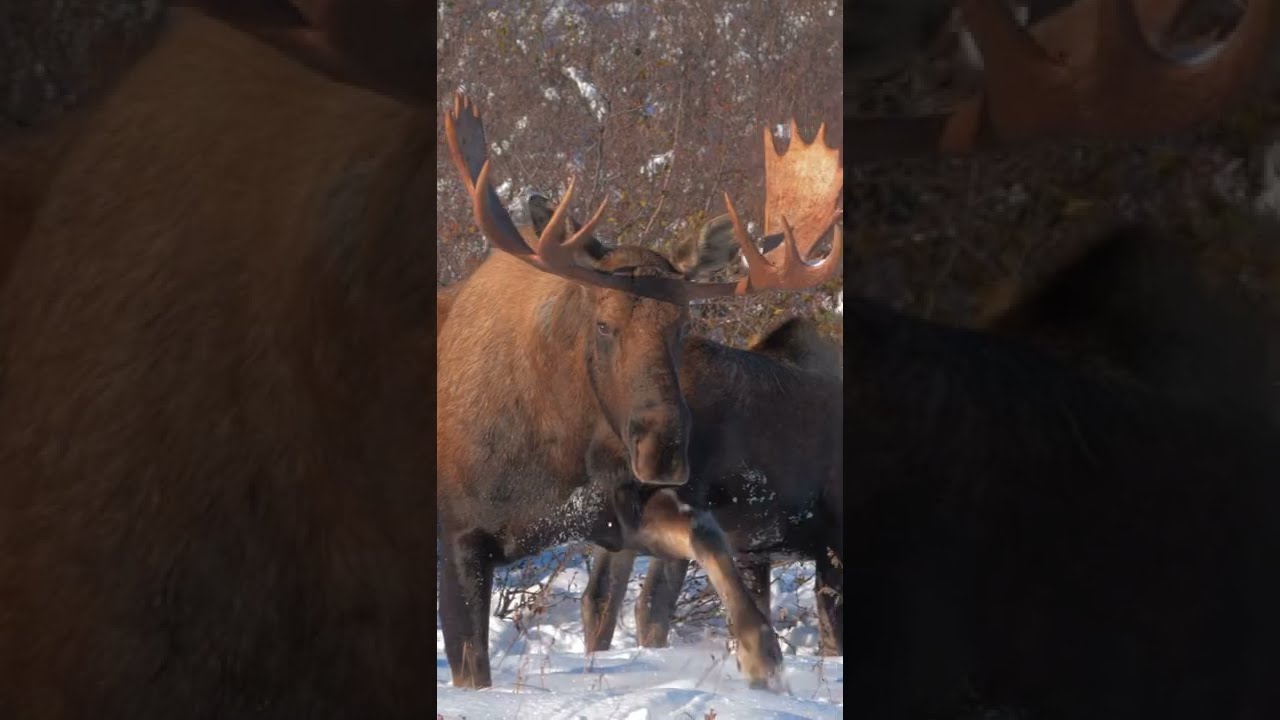 Bull moose at power line pass, Alaska - YouTube