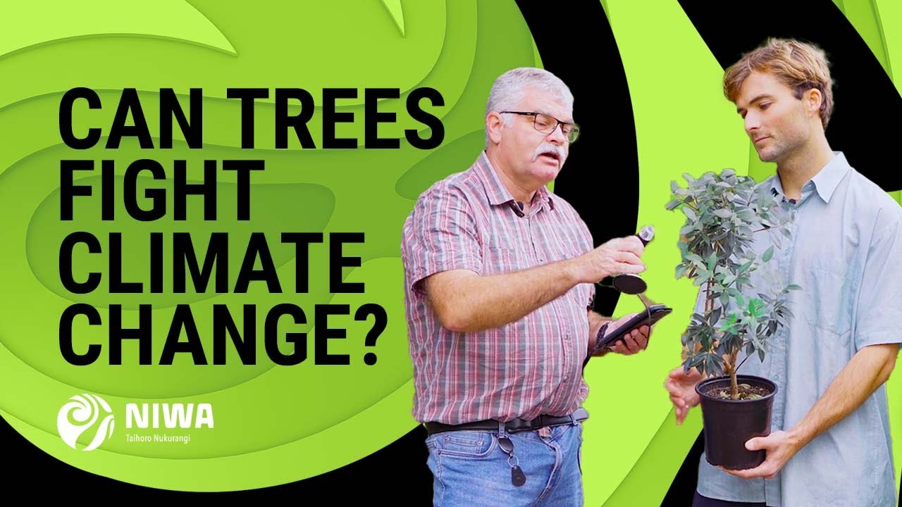 How trees fight climate change - YouTube