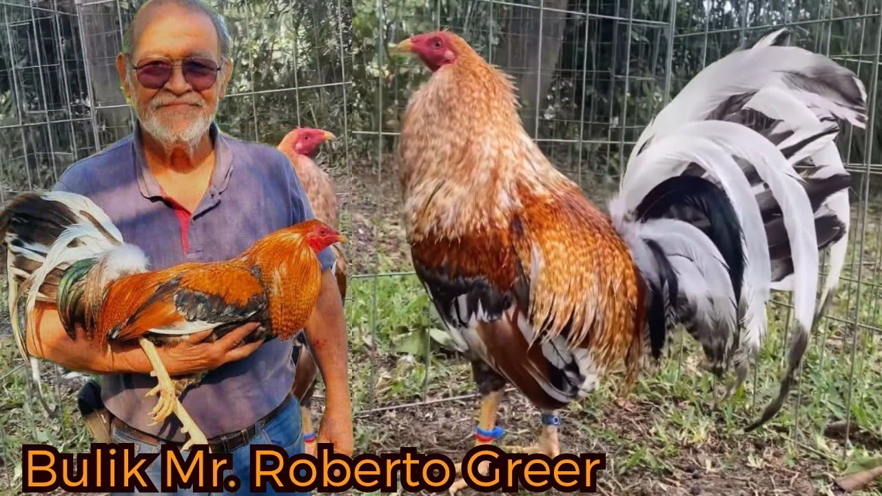 Mr. Roberto Greer Bulik Para Show Beautiful Birds - YouTube