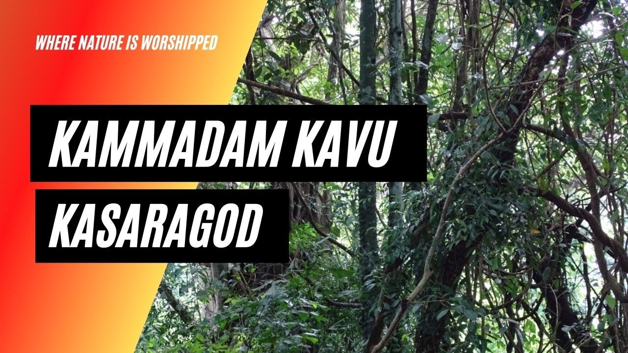 Kammadam Kavu - the largest kavu in Kerala | Sacred Groves in Kasaragod ...