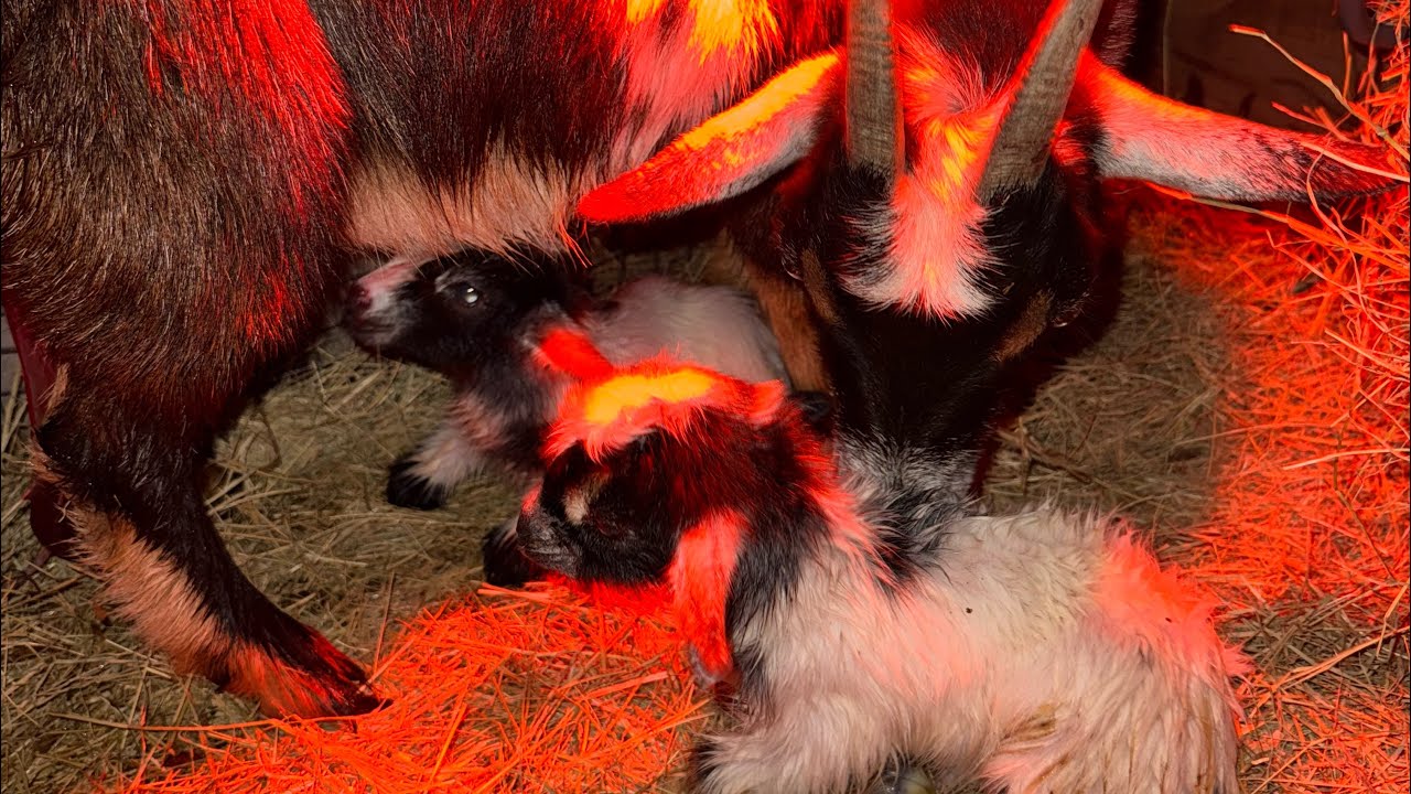Very Fast Goat Birth, We Almost Missed It! - YouTube