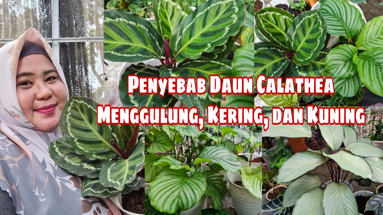 Penyebab Daun Calathea Menggulung, Kering, dan Menguning - YouTube