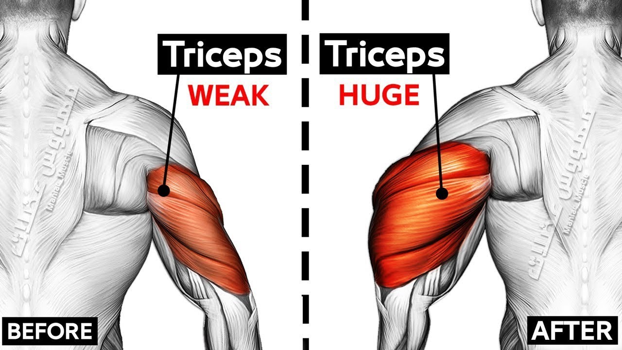 How To Build Your Triceps workout Fast (8 Effective Exercises) - YouTube