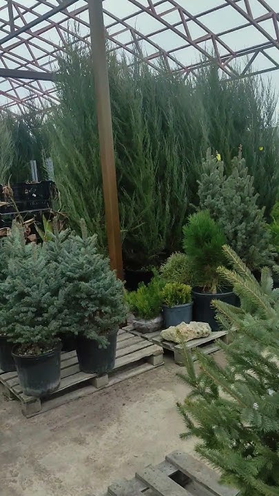 3самых популярных можжевельник вертикальный быстрорастущий голубым ...