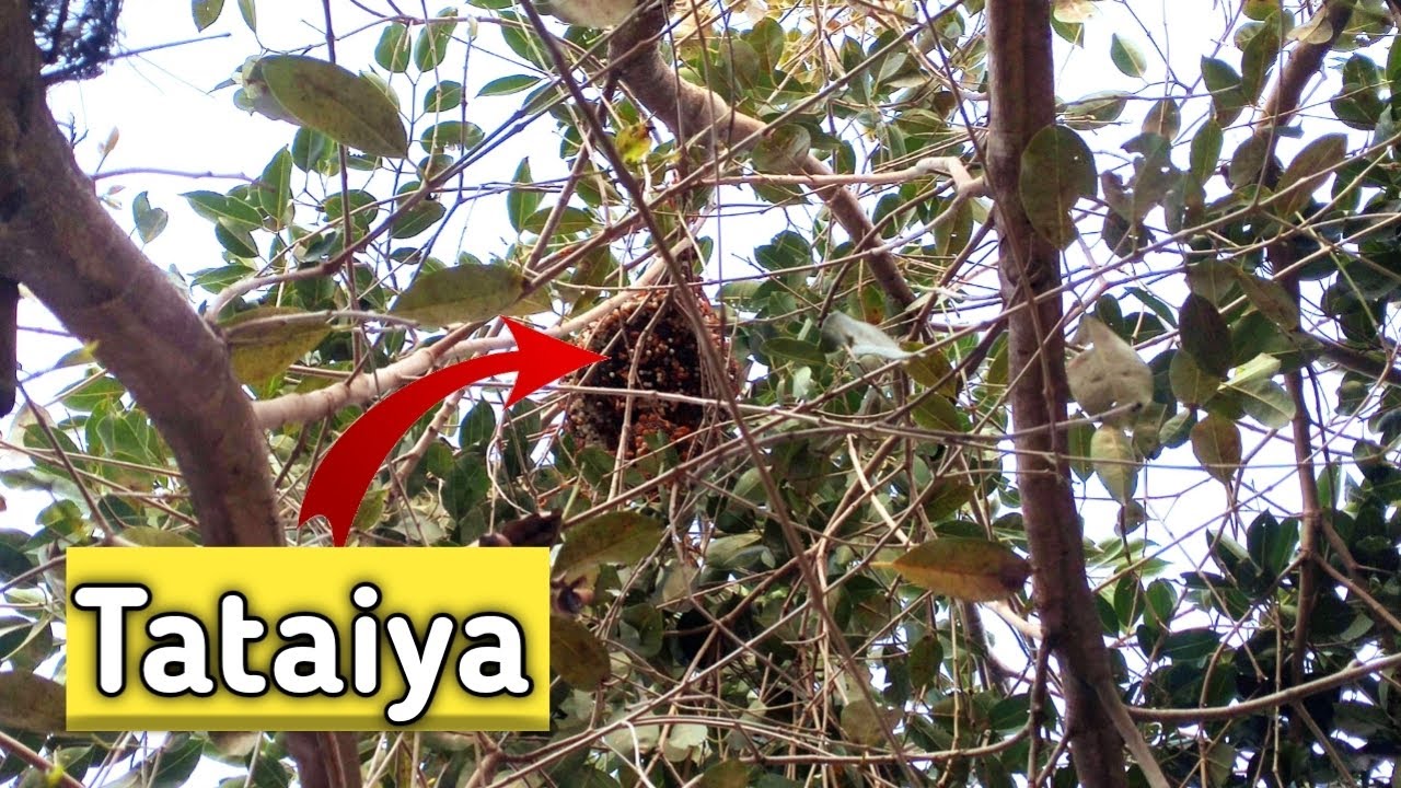 OMG Tataiya 🐝Ka Chatta Vo Bhi itna Bada 😨 - YouTube
