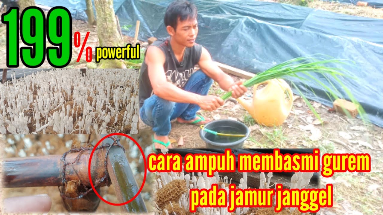 CARA MUDAH MENGATASI HAMA GUREM PADA JAMUR TANPA OBAT KIMIA - YouTube