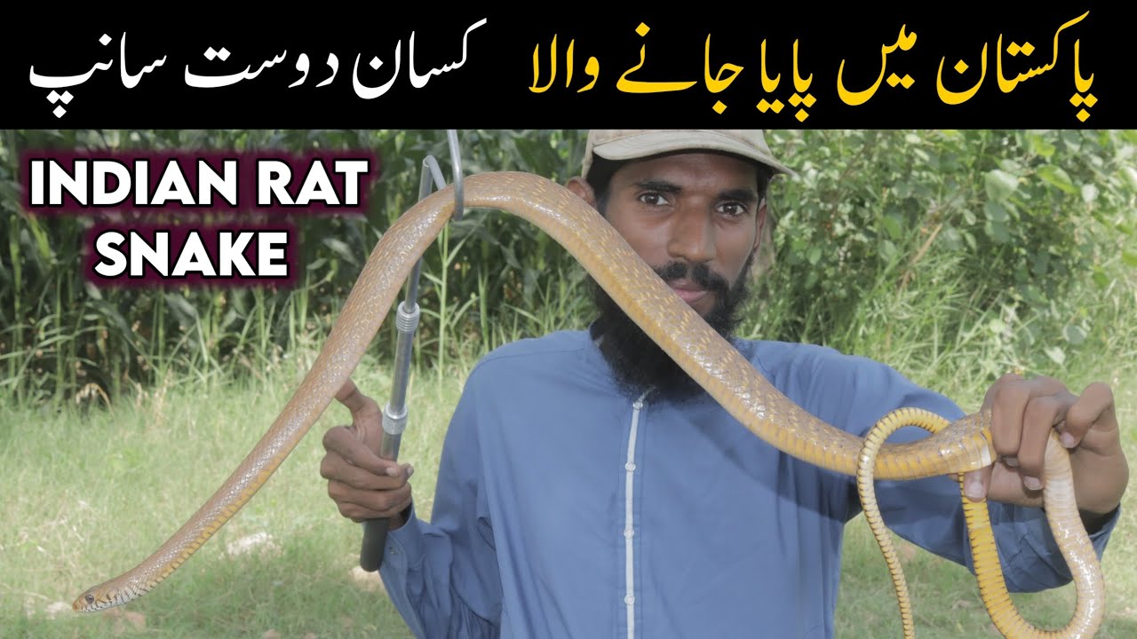 Snakes of Rawalpindi - Oriental rat snake documentary - YouTube
