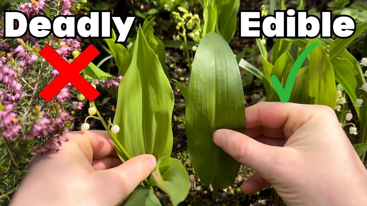 Lily of the Valley or Wild Garlic? How to tell the difference… - YouTube