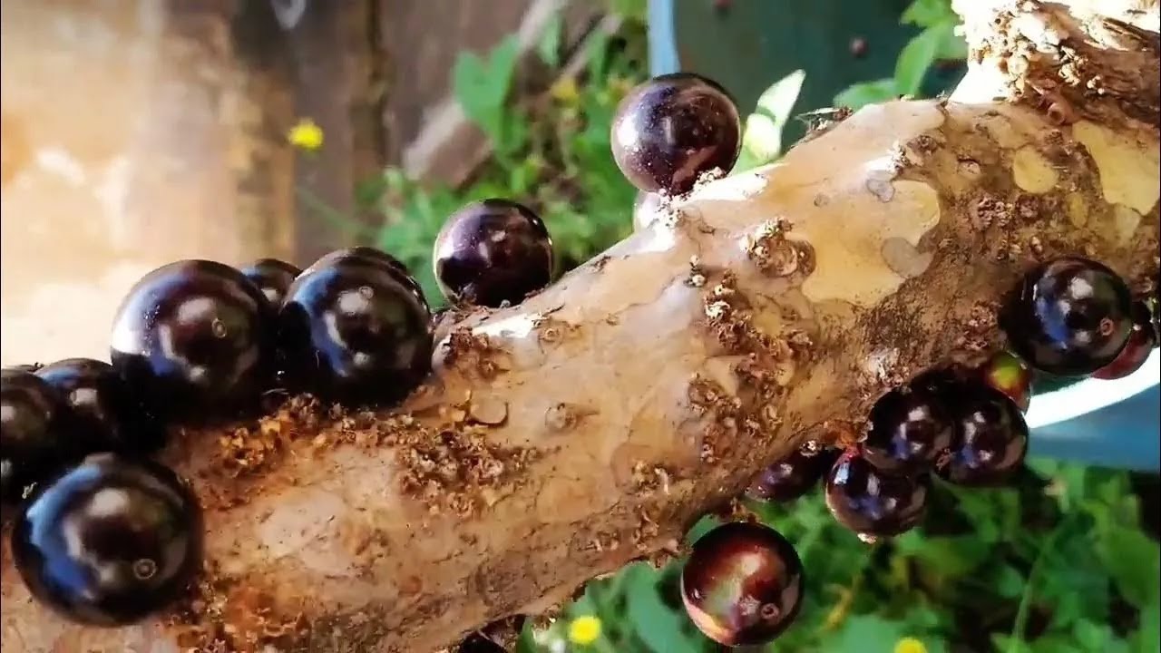 UMA das MELHORES FRUTAS do MUNDO | As Fases da JABUTICABA em VASO ...