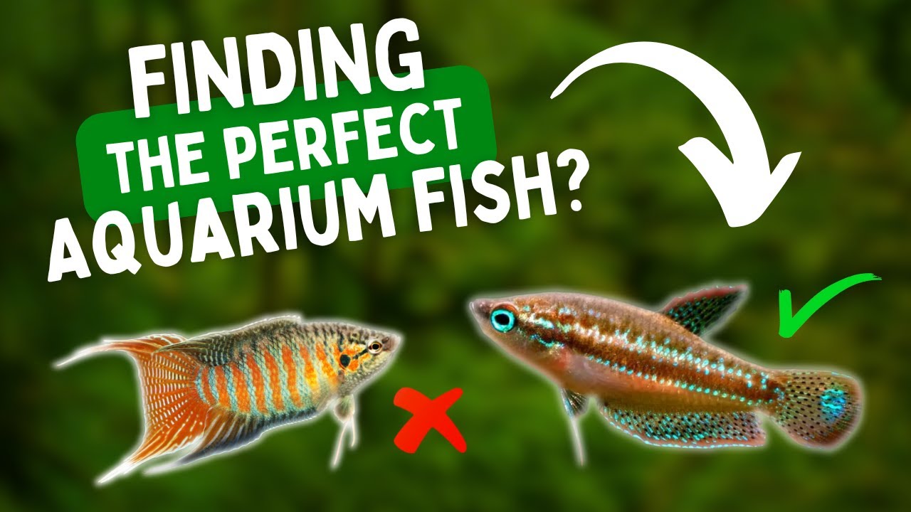 How to Find the Perfect Fish for Your Tank – 4 Must-Know Tips - YouTube