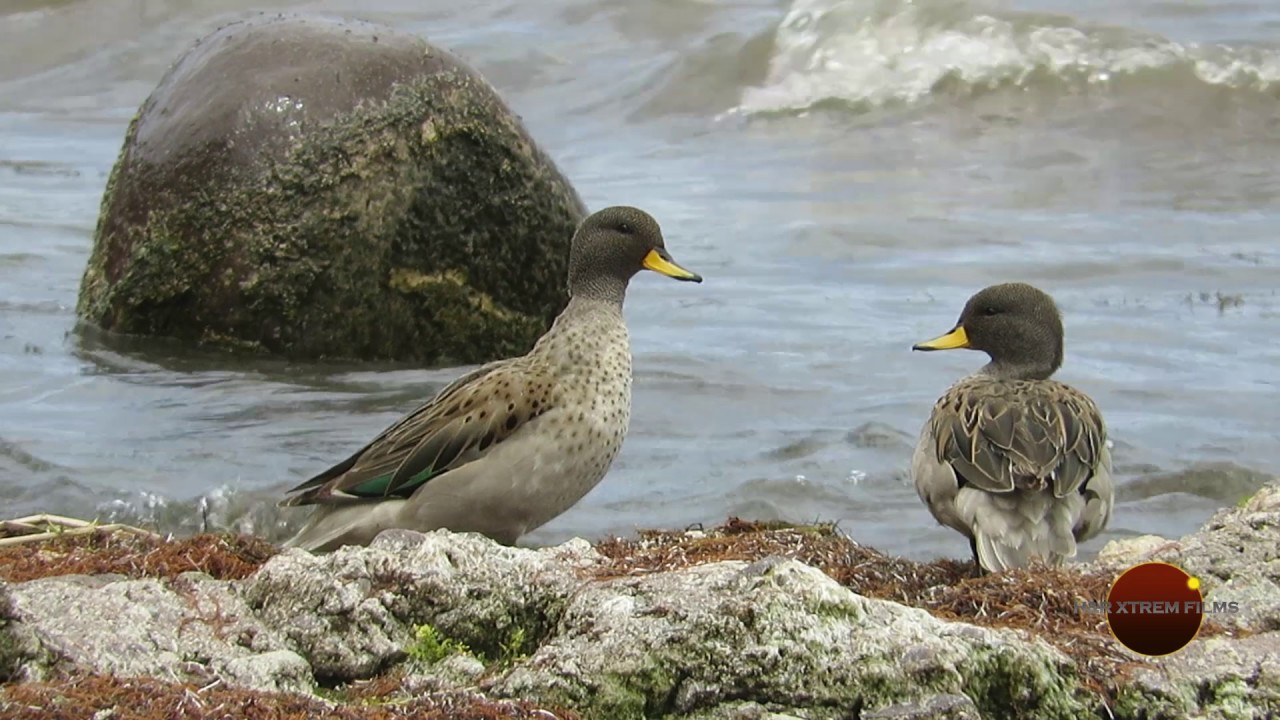 PERKA - HD - YouTube