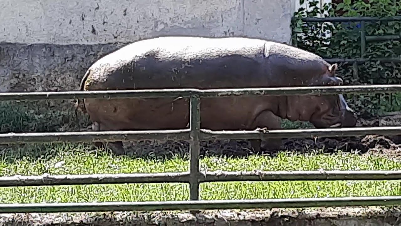 #217 HIPOPOTAMUL DE 42 DE ANI DE LA GRADINA ZOOLOGICA DIN CALARASI ...