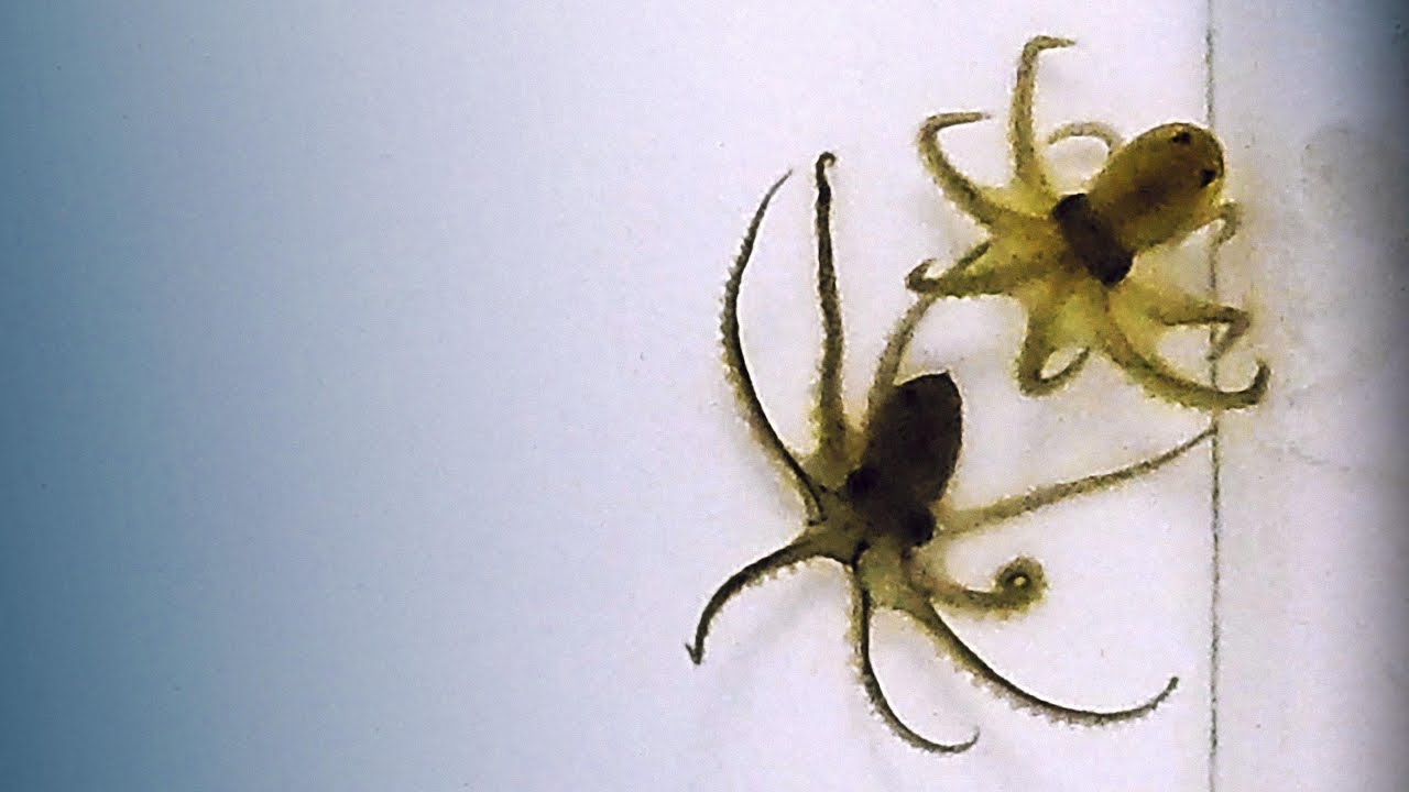 How octopuses battle each other | DIY Neuroscience, a TED series - YouTube