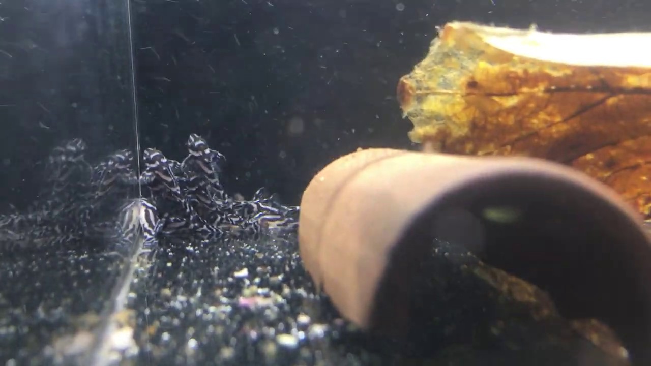 L046 Zebra Pleco Fry 3 Weeks OLD - YouTube