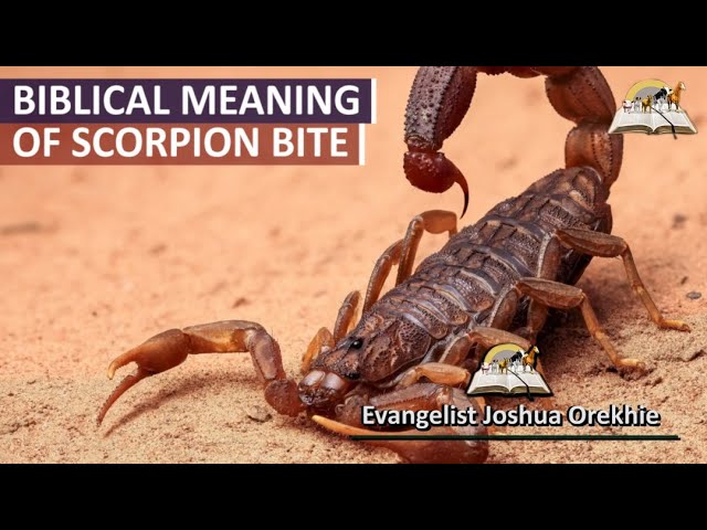 Scorpion Symbolism In The Bible