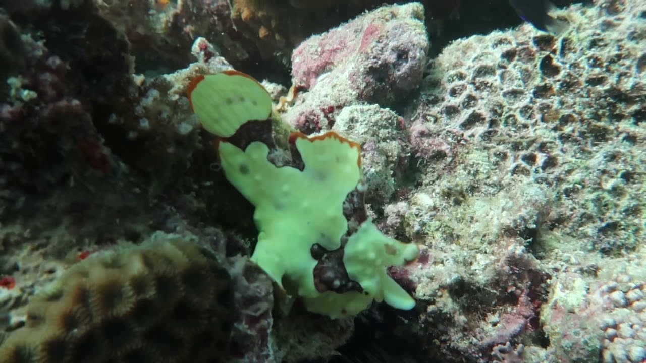 Poisson crapaud - YouTube
