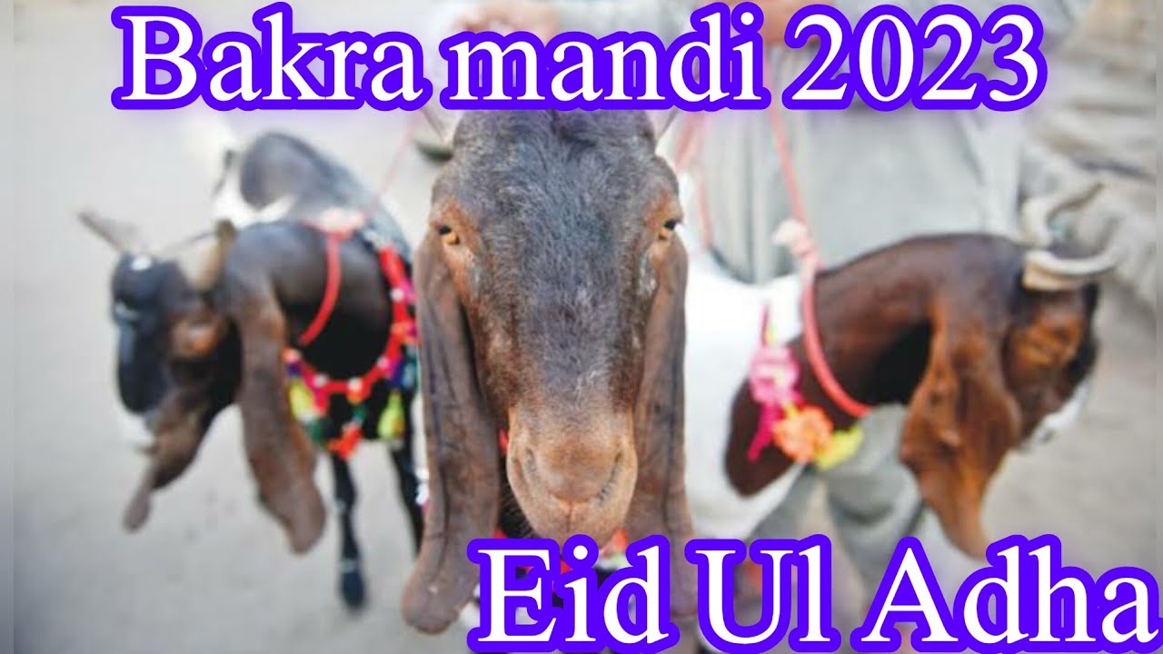 eid ul adha 2023|bakra mandi 2023 ||bakra mandi pakistan - YouTube