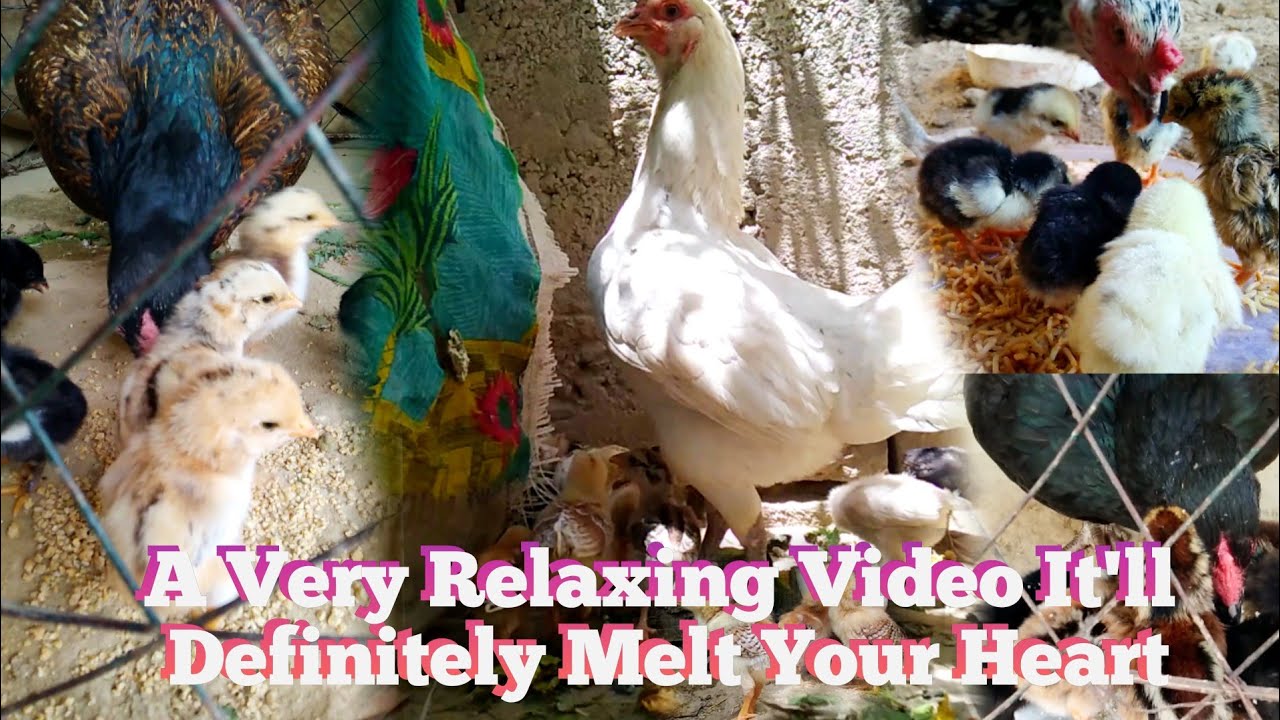 Chicks Chirping _ Compilation | Chicks Sound Effect | Baby Chicks ...