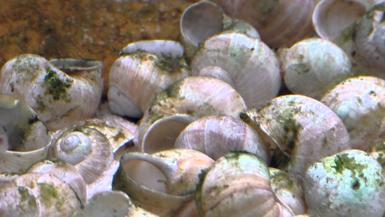 Tanganyika shell dwellers community tank: similis, brevis ...